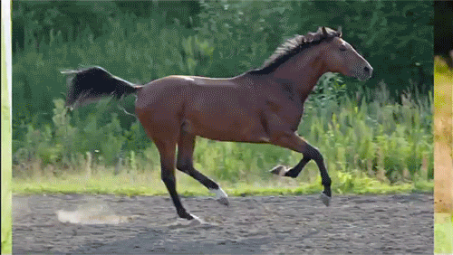 AKI GIFS: Gifs animados Cavalos
