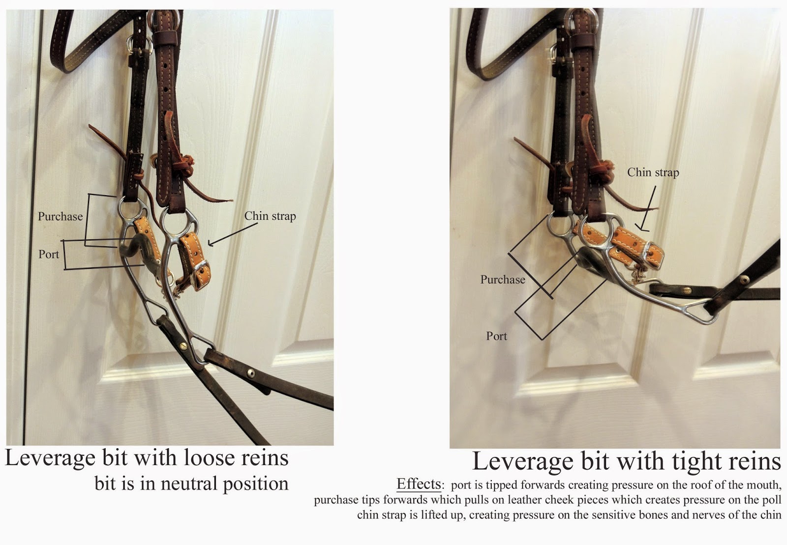 Bit of Honey Training: Contact, Snaffles, and Leverage Bits