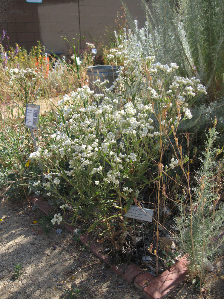 Mother Nature's Backyard - A Water-wise Garden: Plant of the Month ...