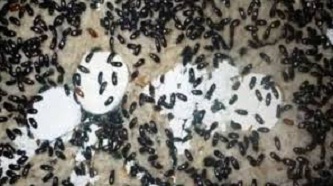 Cara Budidaya Semut Jepang Dengan Media Toples dan Khasiatnya - Teknik ...