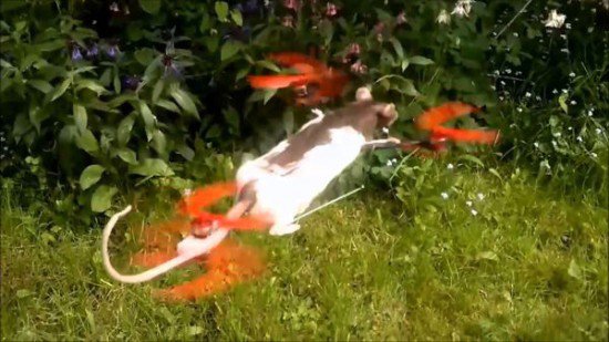 Il transforme son rat mort en drone - L'assurance d'une vie meilleure ...