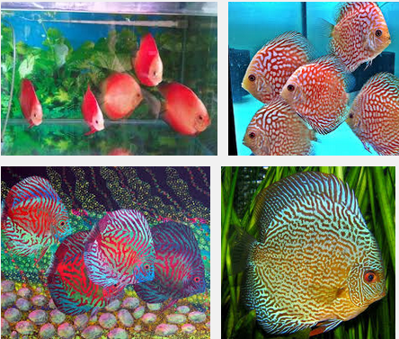 Ini Dia Jenis dan Harga Ikan Discus Termahal yang Mudah untuk ...