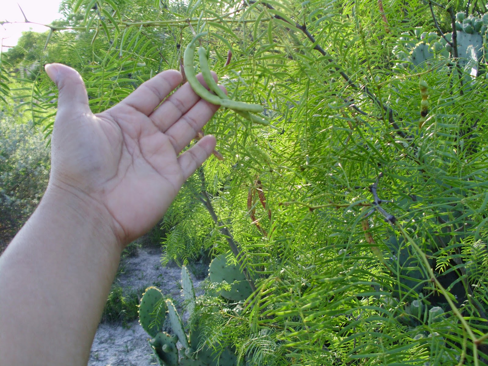 Terlingua Dreams: A tour of our weed infested yard