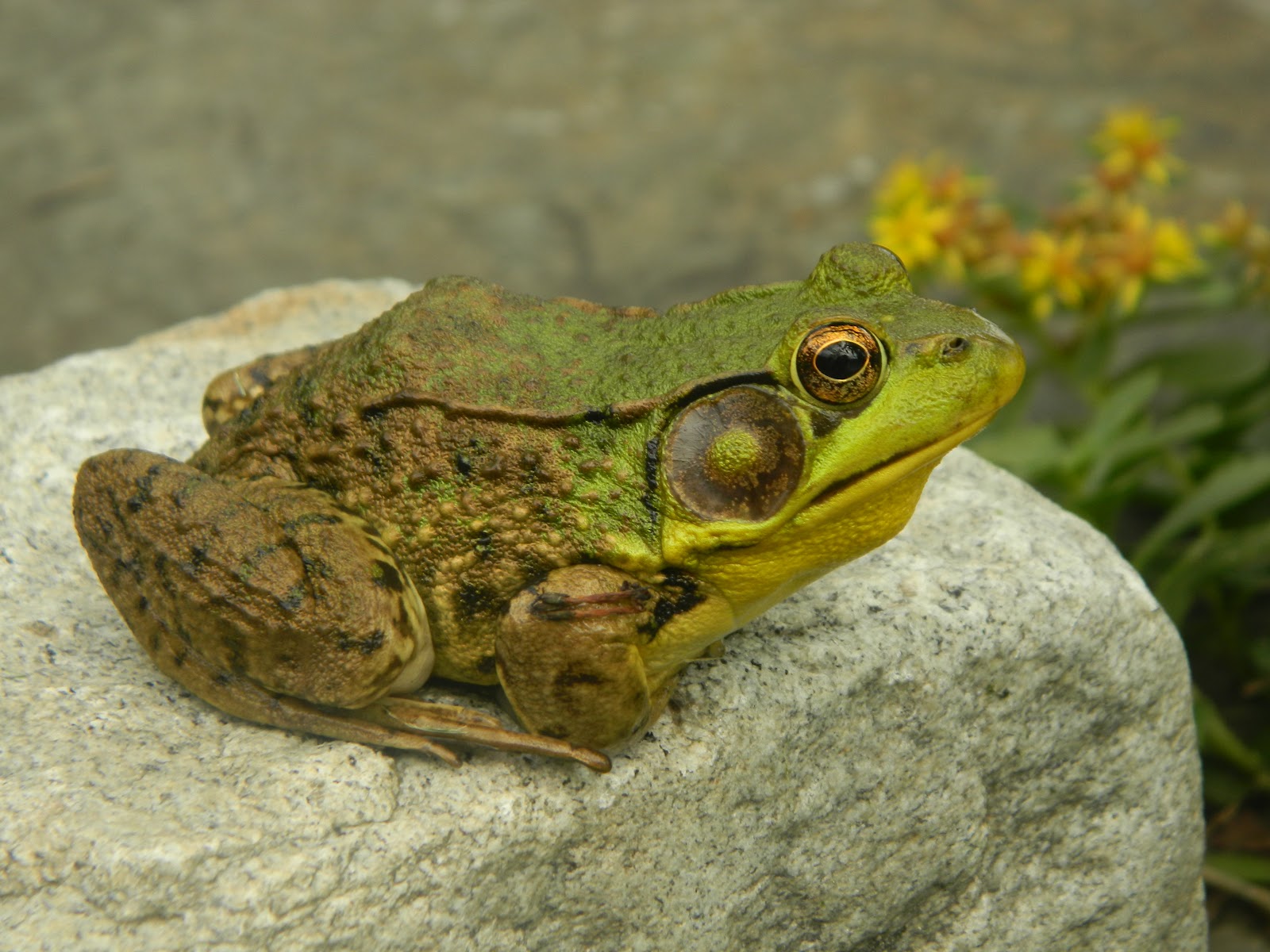 Pam's English Cottage Garden: It Was A Very Good Year
