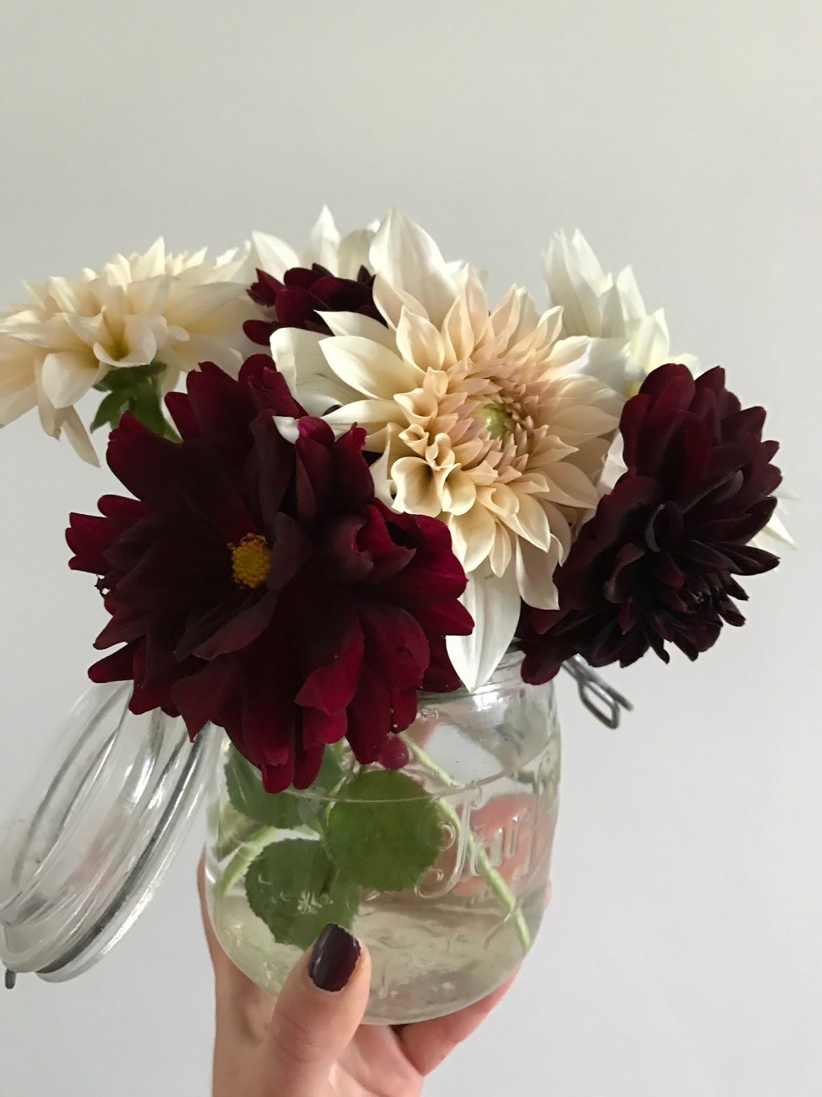 Garden - Growing Dahlias. - Roses and Rolltops