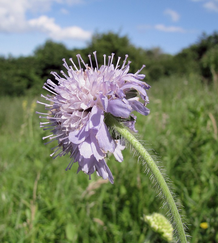 Wildwings and Wanderings: Silver-studded Blues and Stuff