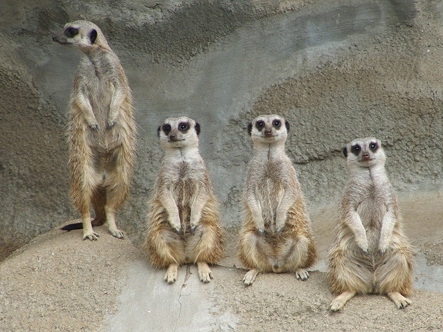 The Meerkat - Sun Angel of Africa | The Ark In Space