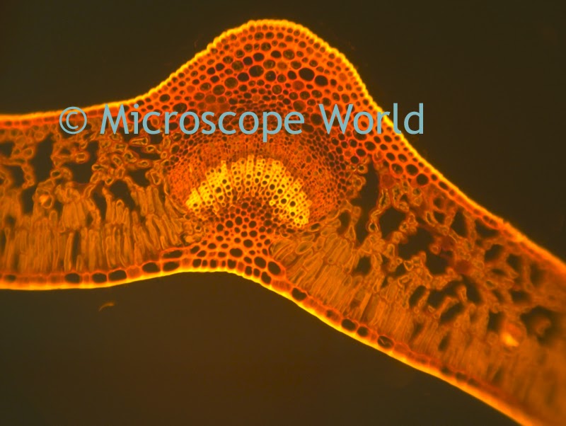 Microscope World Blog: TRITC Fluorescence
