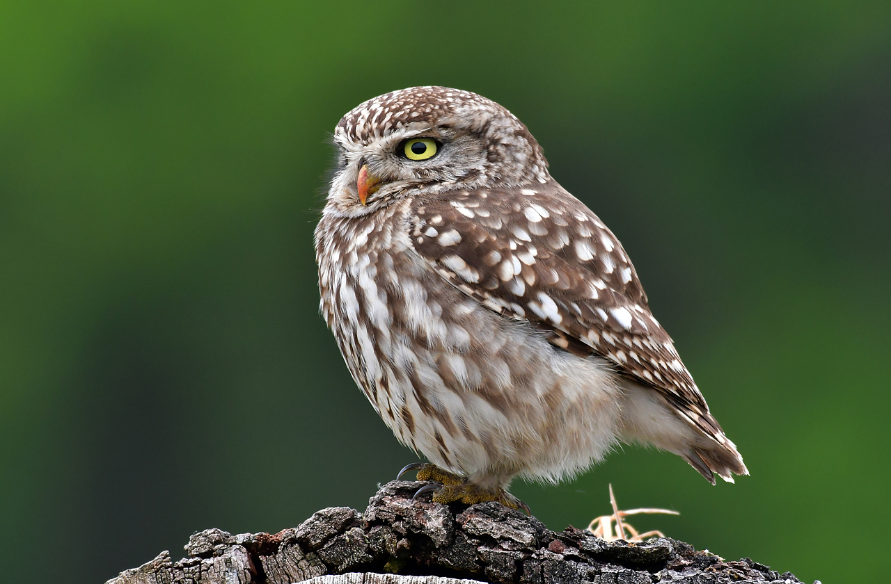 Jozef van der Heijden - Natuurfotografie: Steenuil op zijn uitkijkpost ...
