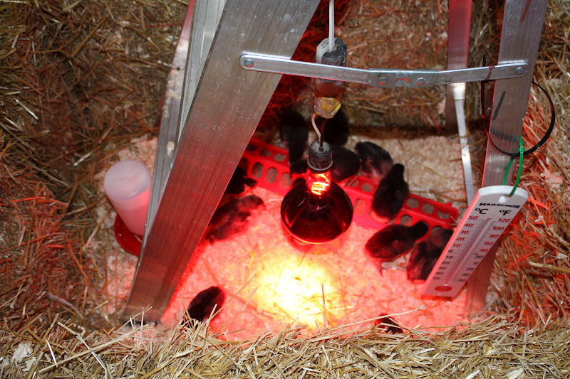 Little Home In The Country: "Cheap" Chick Brooder