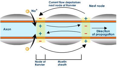 #119 Action potentials | Biology Notes for A level