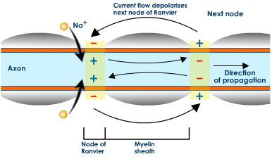 #119 Action potentials | Biology Notes for A level