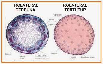 BIOLOGI GONZAGA: JARINGAN TUMBUHAN