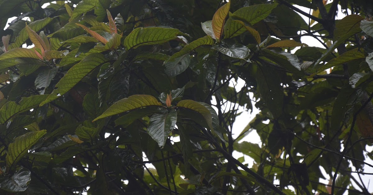 Jenis Tumbuhan Merbabu Lotrok 22 - FADEL5116