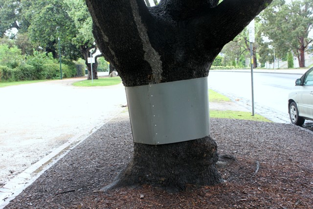possum on roof driving us mad. - Home