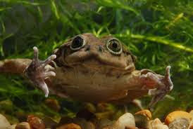 Rana acuática del Titicaca (Telmatobius culeus)