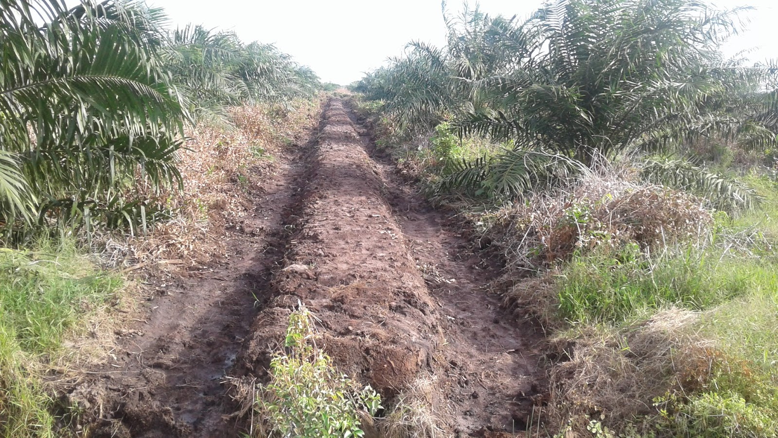 Teknis Pembuatan dan Pemeliharaan Pasar Pikul