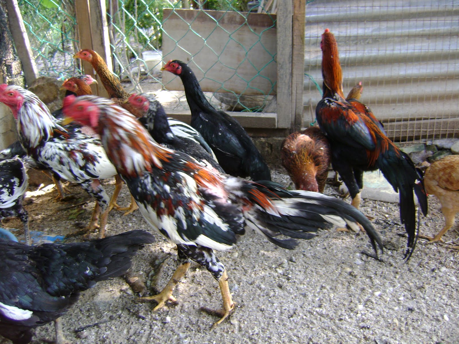 AYAM BENGKOK: Gambar-Gambar Ayam Sabung