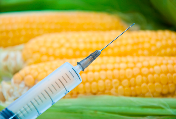 Observatorio Boliviano de los Recursos Naturales: TRANSGÉNICOS: Entran ...