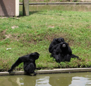 randuwa: Metro Richmond Zoo