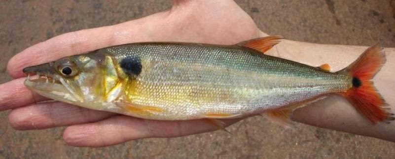 Ikan Red Tail Barracuda - Dunia Akuarium