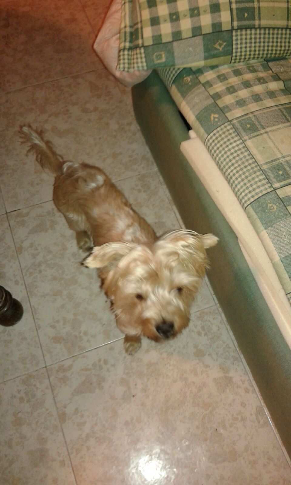 Adotta un cane a Siracusa: ADOTTATI - Incrocio barboncino yorkshire in ...