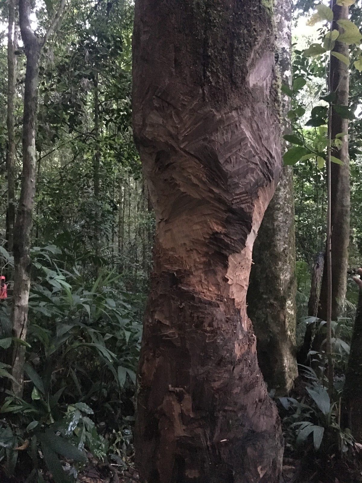 Chamah? “Cham-ah”… Is it really that wretched? | Catchingtravels