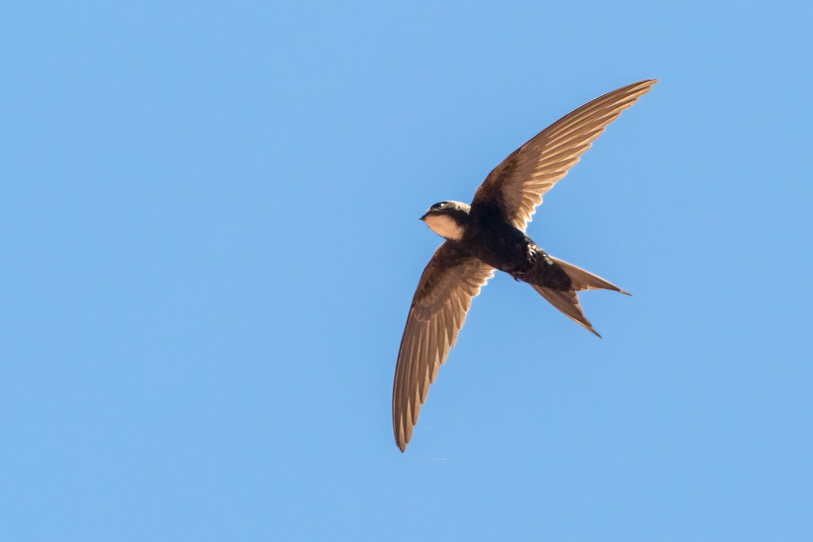 Wildlife Diaries: SW Spain & Portugal & Separating adult Pallid Swift ...