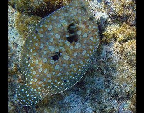 Introduce the animals in the world: July 2013