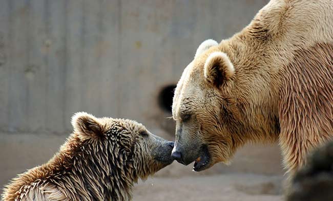 HD Animals Wallpapers: Mothers Love - Animals love Pictures and Photos