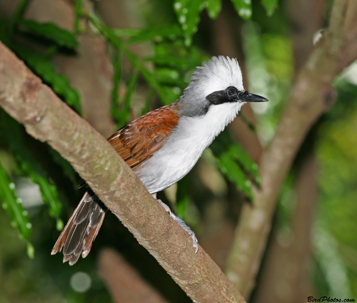 Om Hoby: Harga Burung Poksay Jambul Sumatera