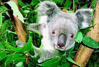 Fatla Rescate Animal: KOALA