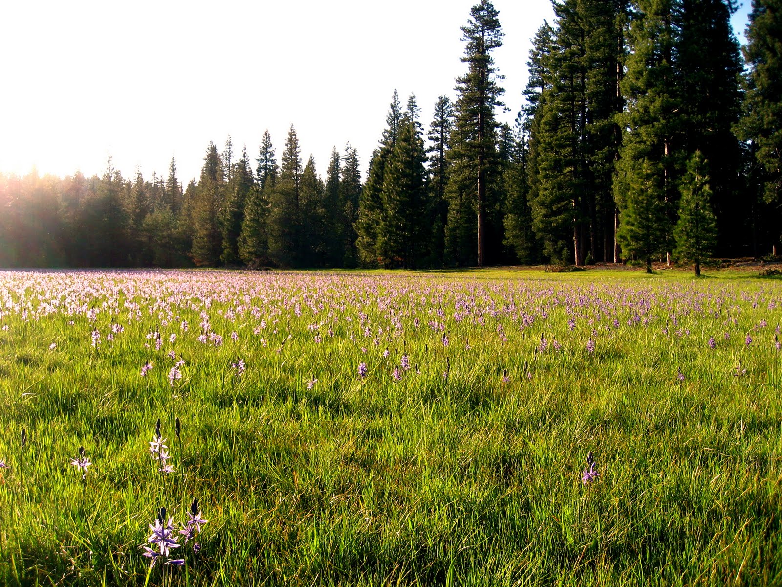 Dreams & Happy Things...: Magical Meadow