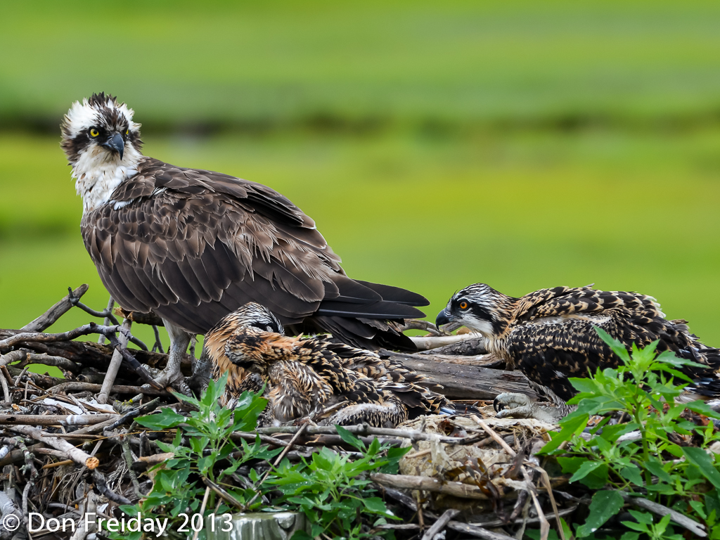 The Freiday Bird Blog: On Being Nearly Deaf for a While