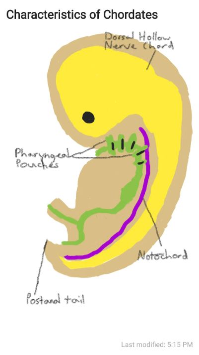 Phylum Chordata: Characteristics