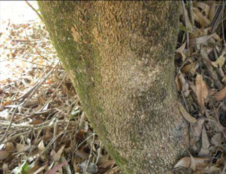 O Verde Gratuito: Breu de Fruta roxa, Amescla de tronco branco e Guapoi ...