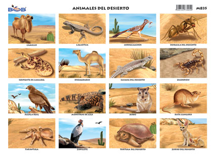 EL DESIERTO. : Fauna del Desierto