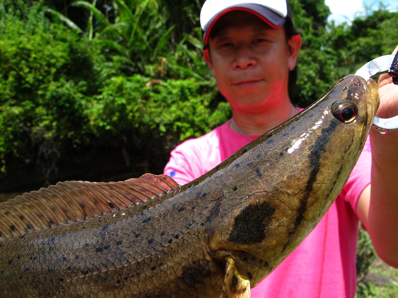 ANGLING WORLD 魔魚釣界: Forest Snakehead