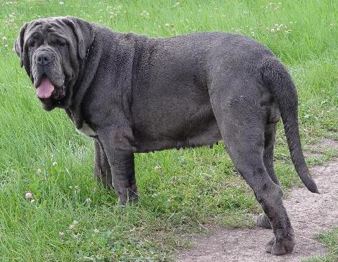 Neapolitan Mastiff dog breed: Blue mastiff