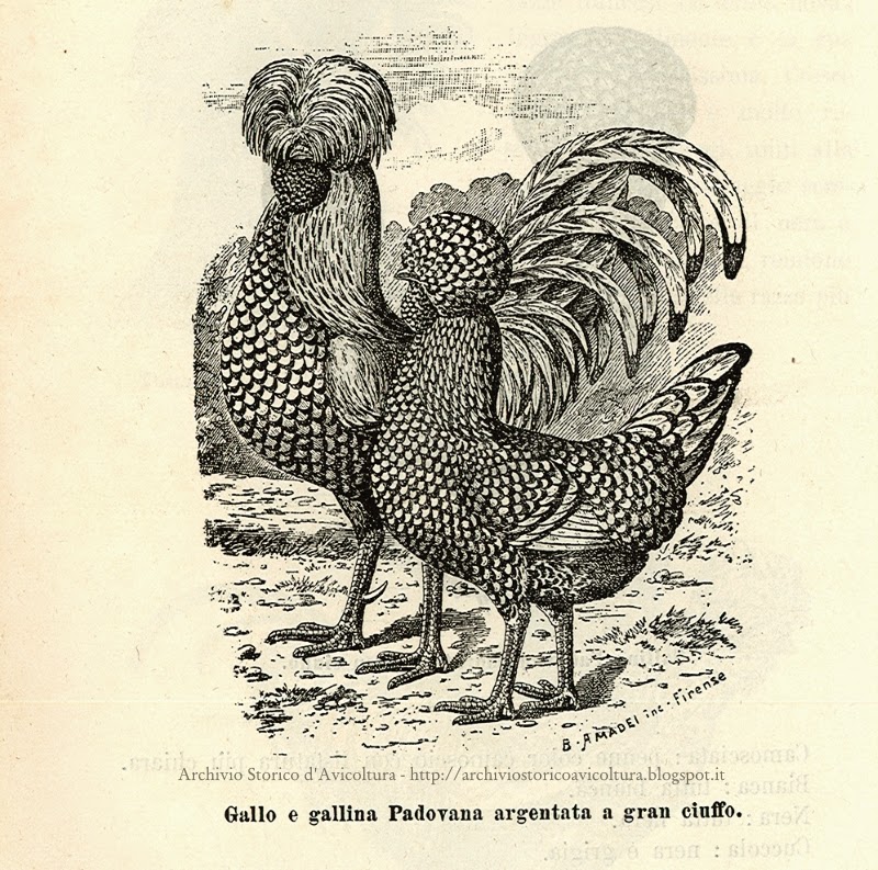 Archivio Storico d'Avicoltura: La gallina Padovana a Gran Ciuffo nel ...