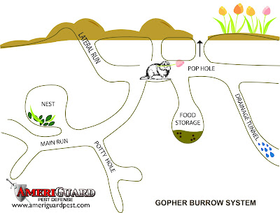 Pest, Termite, Gopher control in Temecula, Murrieta, Hemet, Moreno ...