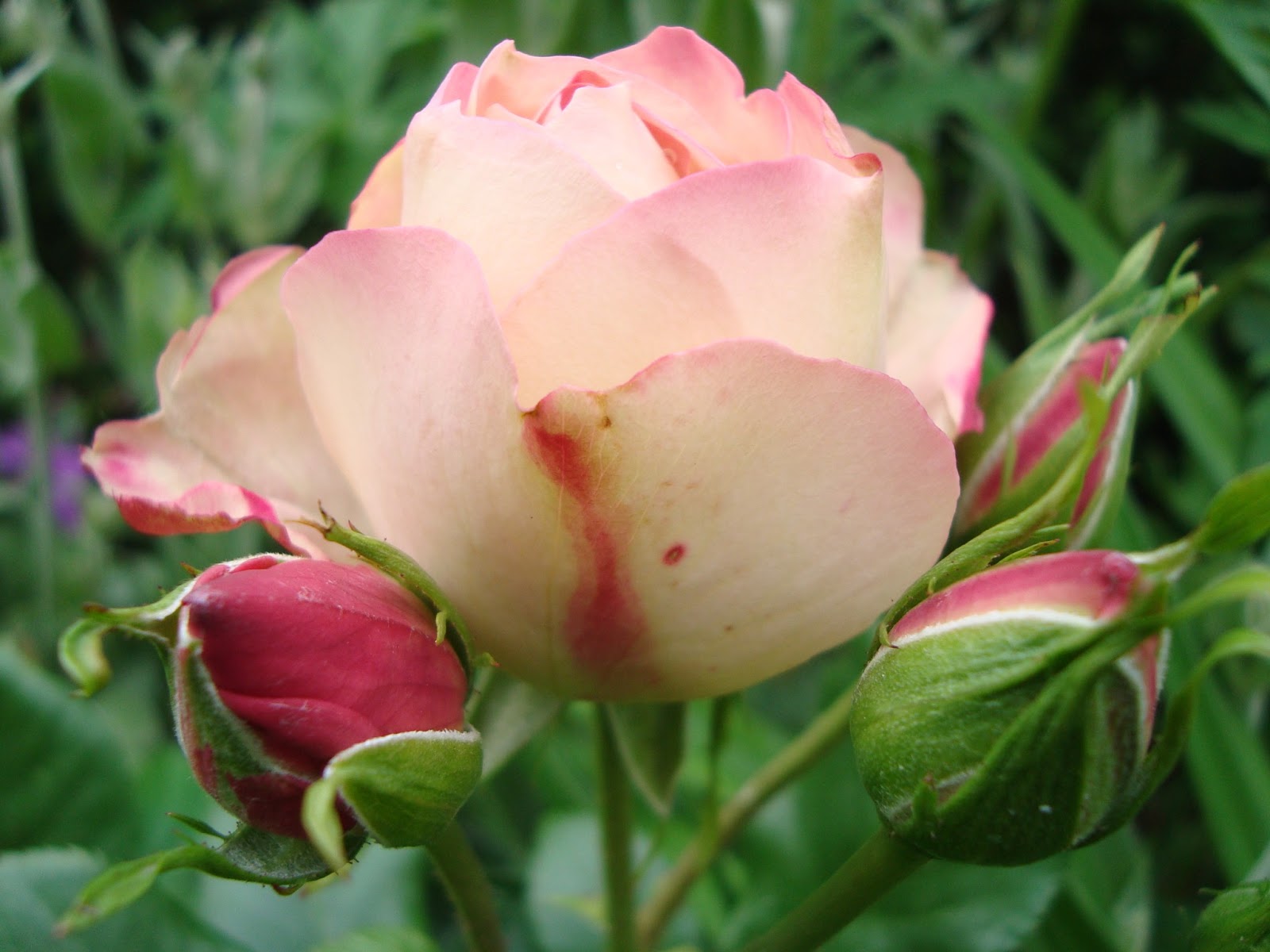 Passionnément jardin: Une rose, un rosier...Acropolis