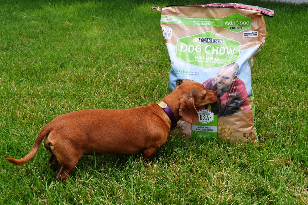 How to Pamper Your Pets | The Nutritionist Reviews