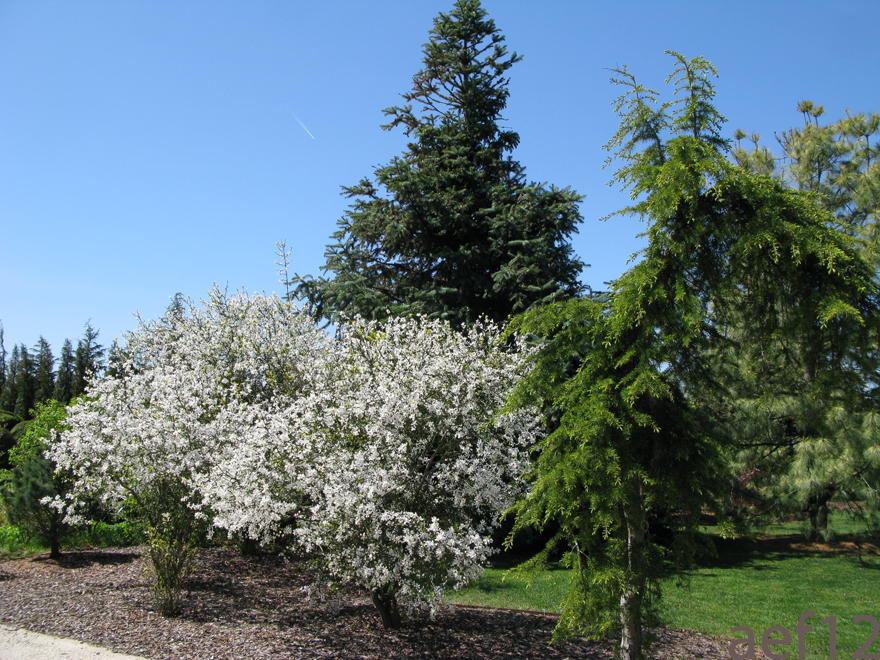 arborboy: Tree of the Week: Hardy Orange (Poncirus trifoliata)