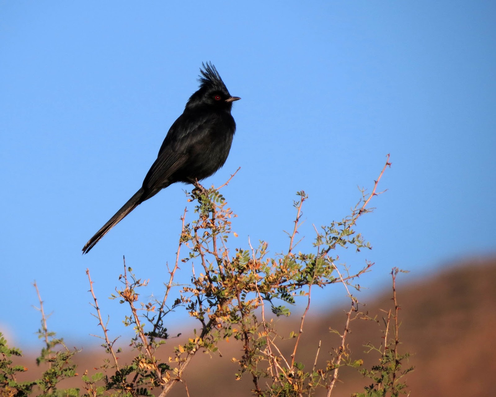 Desert Colors: Odd Birds