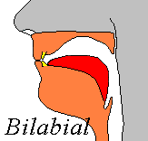 Consonant Sounds: Bilabial Consonants