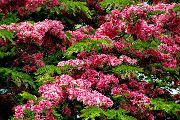 বার্মা সোনালু/গণি/লাল সোনাইল/Burmese pink cassia, Burmese senna, common ...