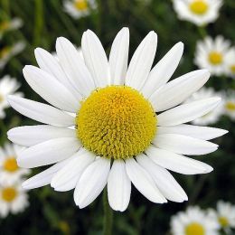 Chamomile (National flower of Russia) flowers flowers