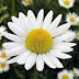 Chamomile (National flower of Russia) flowers flowers