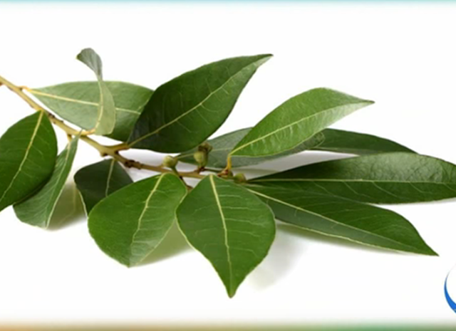 Consultoria Experta en negocios de Agricultura, Ganaderia y Forestales ...